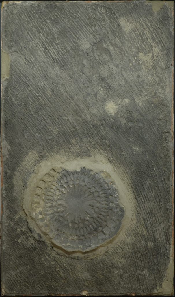 Sari Dienes at Kunstmuseum Basel 2024